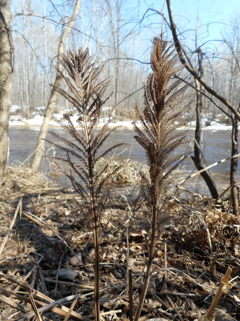 Foraging Fiddleheads: ID, Harvest, and Prep – Nature Art Exploration